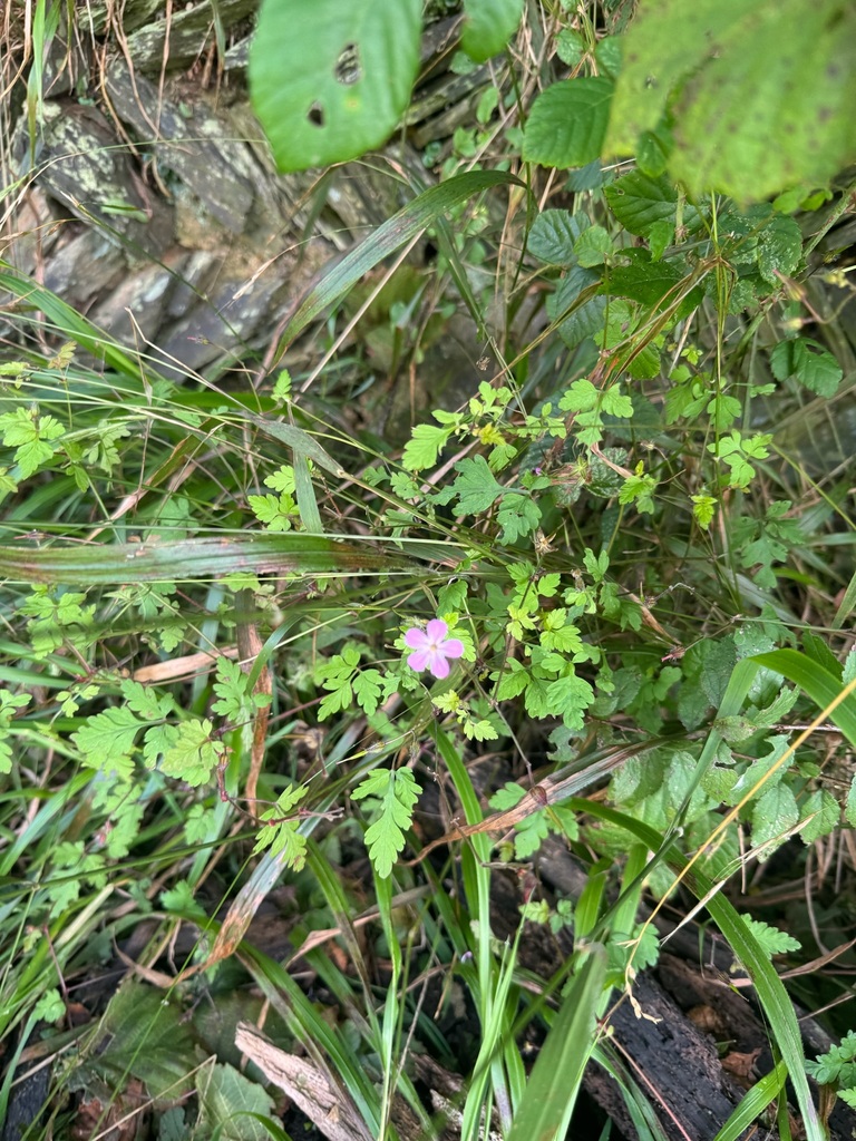 Herb Robert from Cornwall, UK on October 1, 2024 at 10:57 AM by Matthew ...