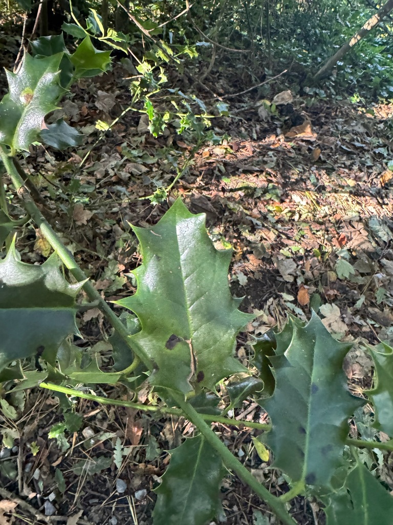 European holly from Cornwall, UK on October 1, 2024 at 09:46 AM by ...
