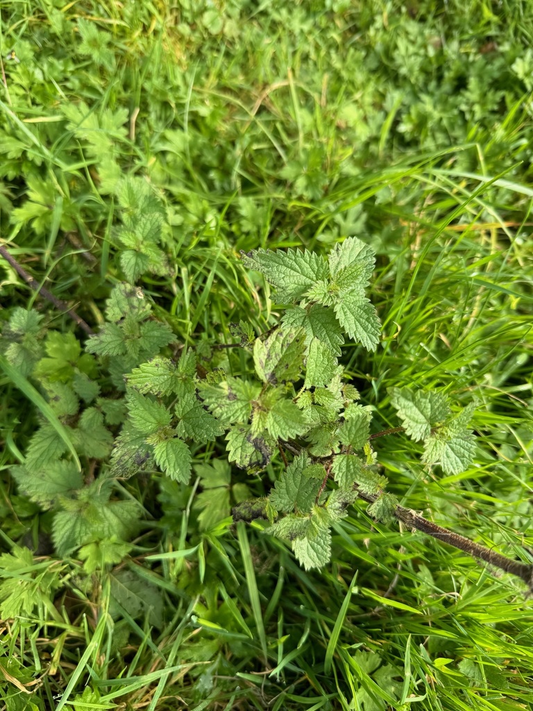 great stinging nettle from Cornwall, UK on October 2, 2024 at 12:12 PM ...