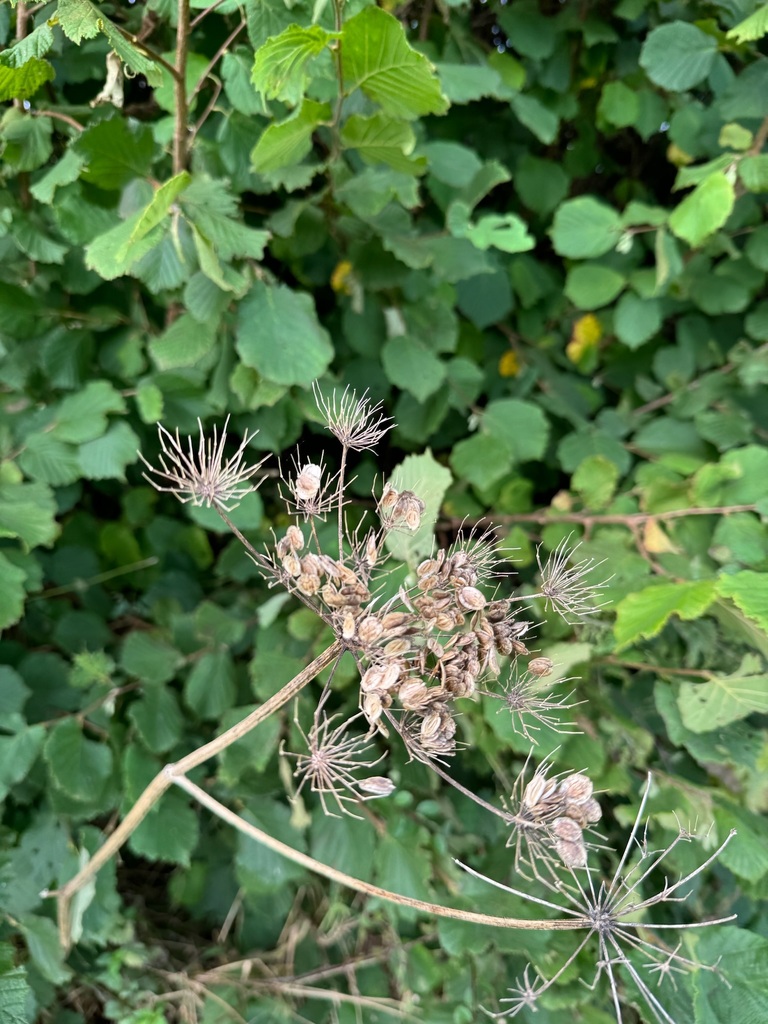 hogweed from Cornwall, England, United Kingdom on 02 October, 2024 at ...