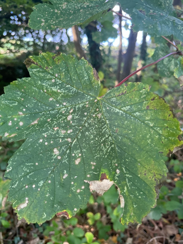 sycamore maple from Cornwall, UK on 01 October, 2024 at 10:14 AM by ...