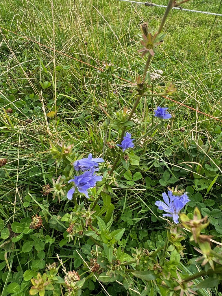 chicory from Cornwall, UK on October 2, 2024 at 11:42 AM by Matthew ...