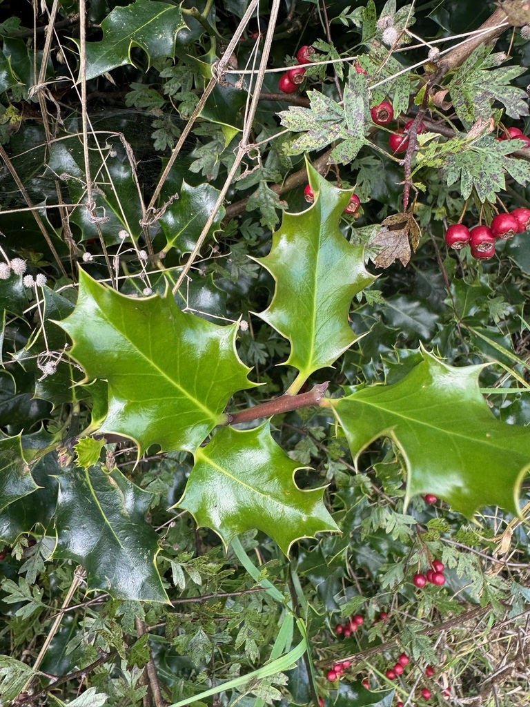 plants from Cornwall, UK on 02 October, 2024 at 11:30 AM by Matthew ...