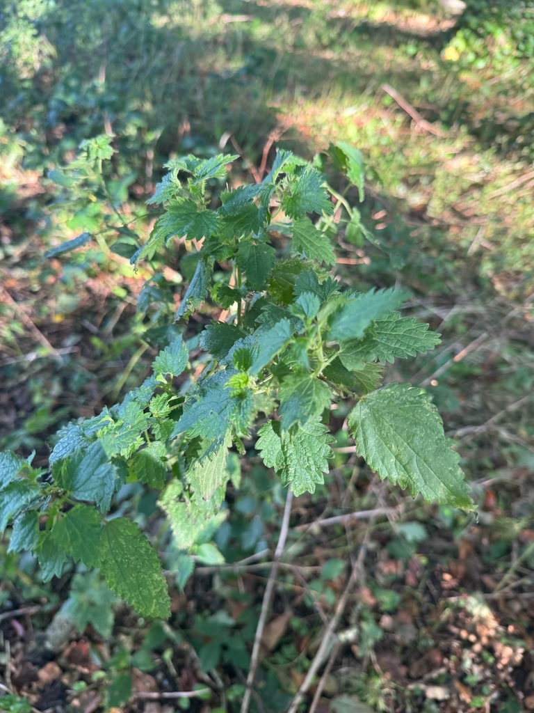 great stinging nettle from Cornwall, UK on October 1, 2024 at 09:43 AM ...