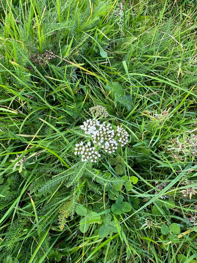 common yarrow from Cornwall, UK on October 2, 2024 at 12:17 PM by ...