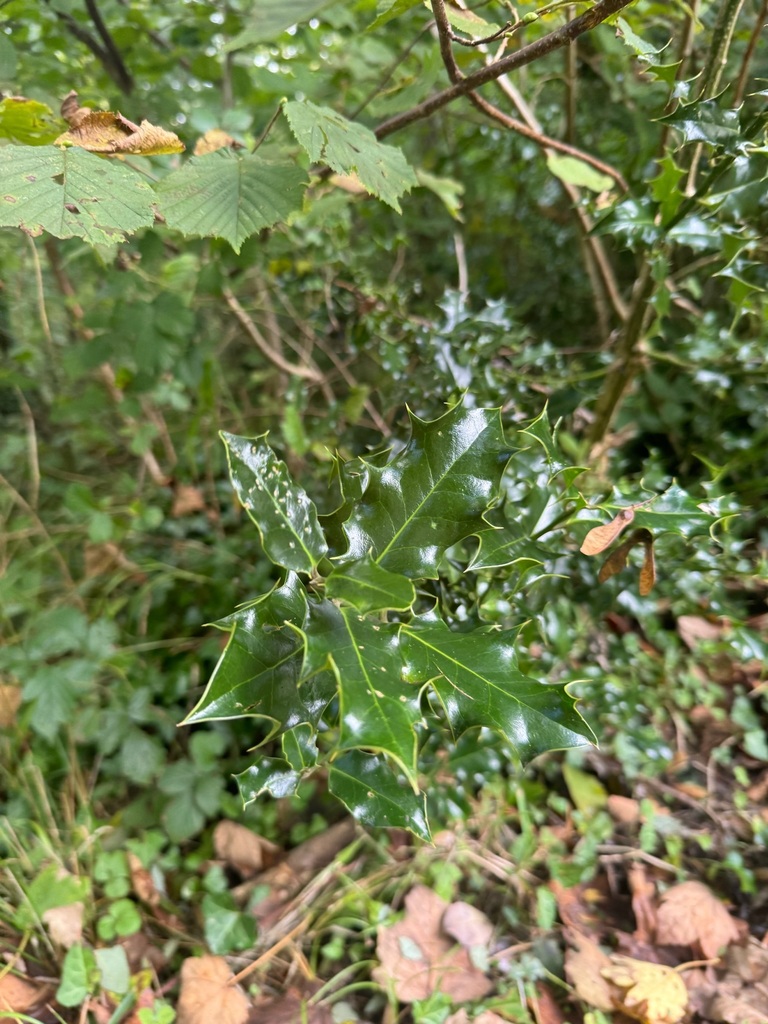 European holly from Cornwall, UK on October 1, 2024 at 11:17 AM by ...