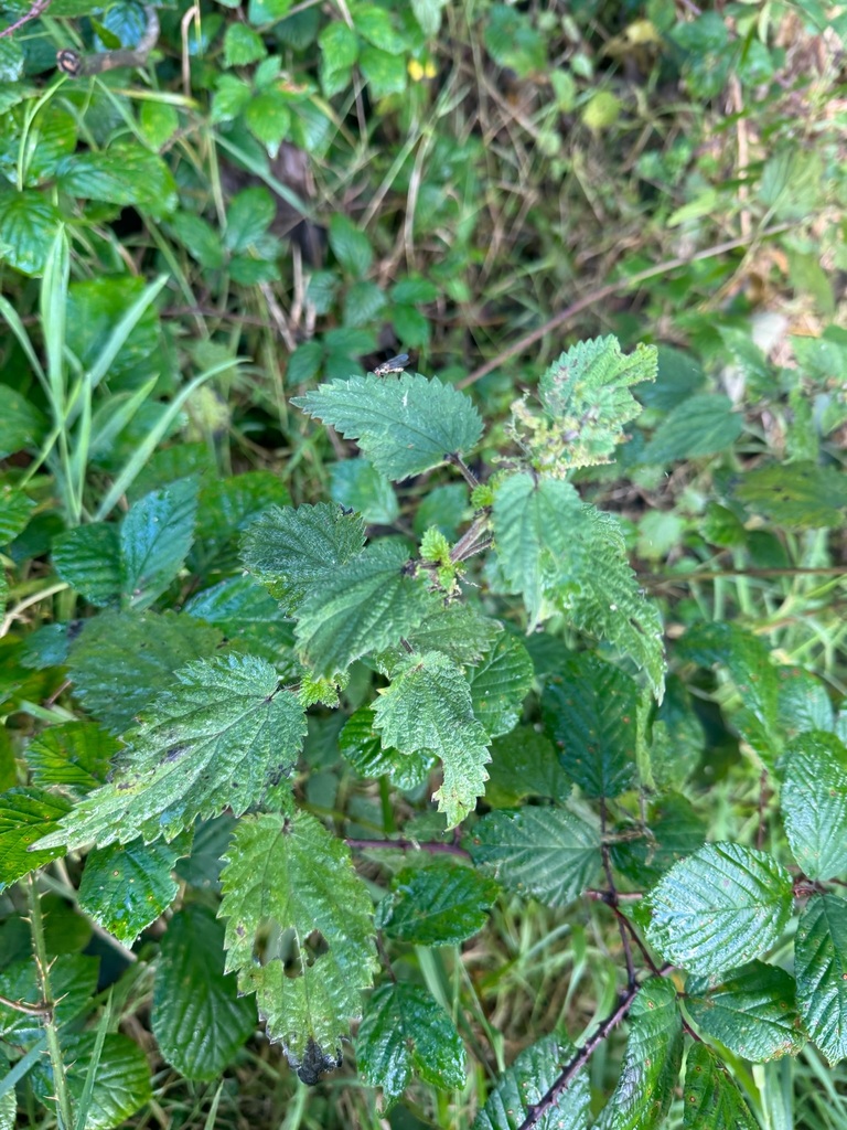 great stinging nettle from Cornwall, UK on October 1, 2024 at 09:51 AM ...