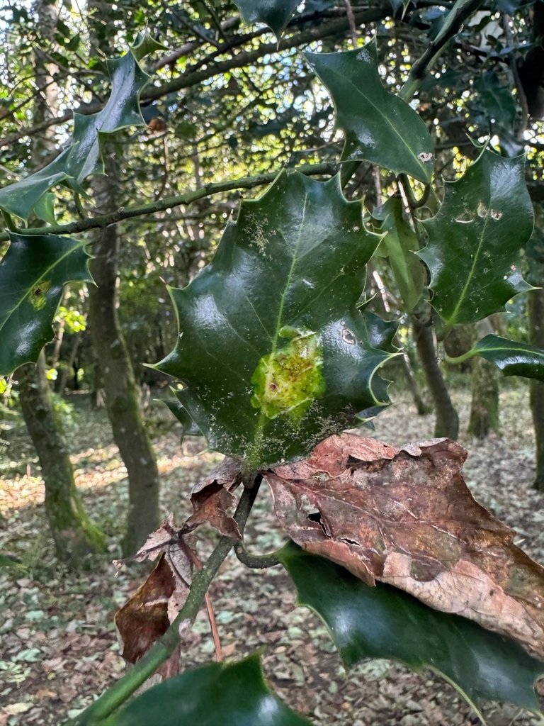 European Holly Leafminer from Cornwall, UK on October 1, 2024 at 09:47 ...
