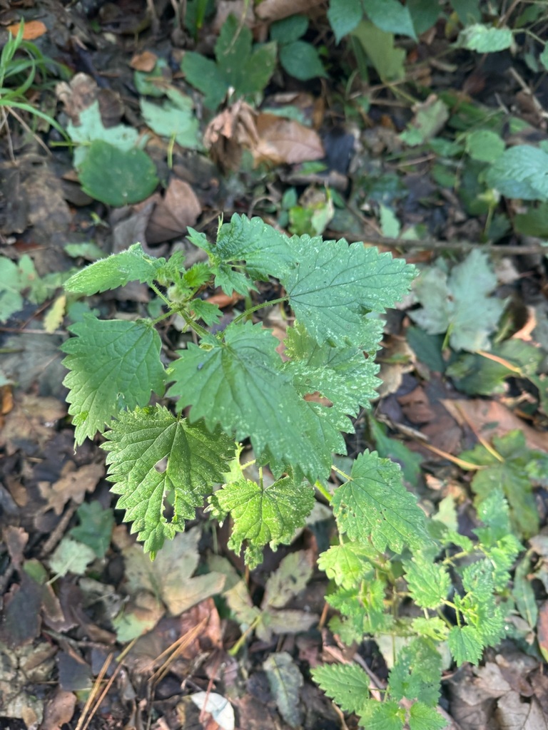 great stinging nettle from Cornwall, UK on October 1, 2024 at 09:45 AM ...