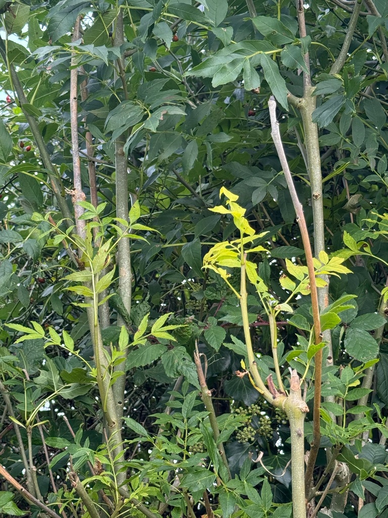 European ash from Cornwall, UK on October 2, 2024 at 11:37 AM by ...