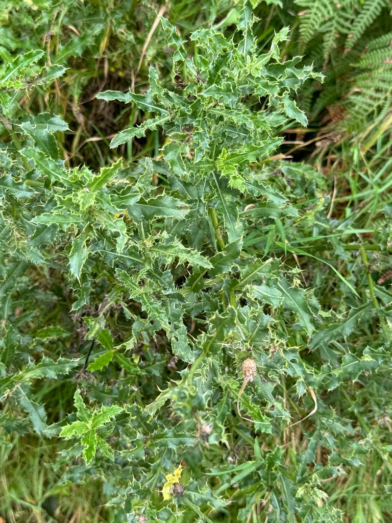 creeping thistle from Cornwall, UK on 02 October, 2024 at 11:56 AM by ...