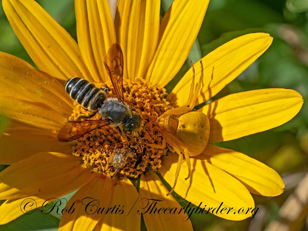 Misumenini from Will County, IL, USA on September 7, 2024 at 02:54 PM ...