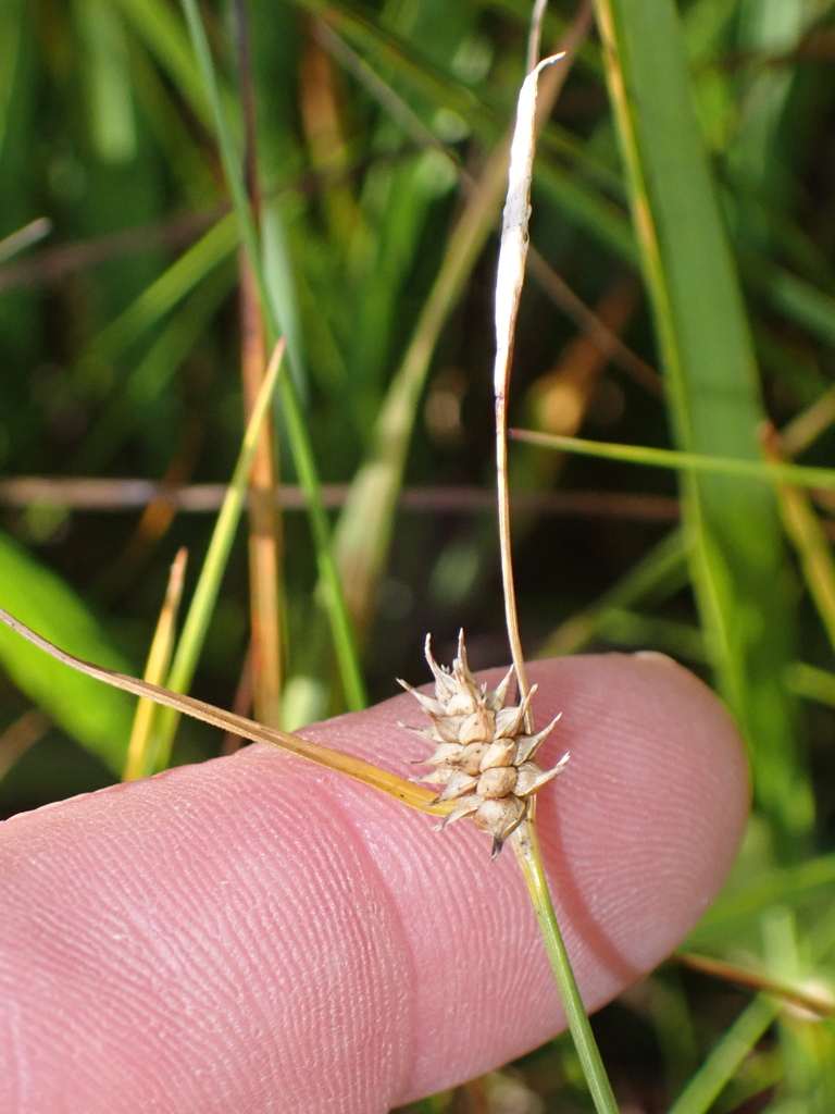 Common Yellow Sedge from County Durham, UK on October 3, 2024 at 01:55 ...