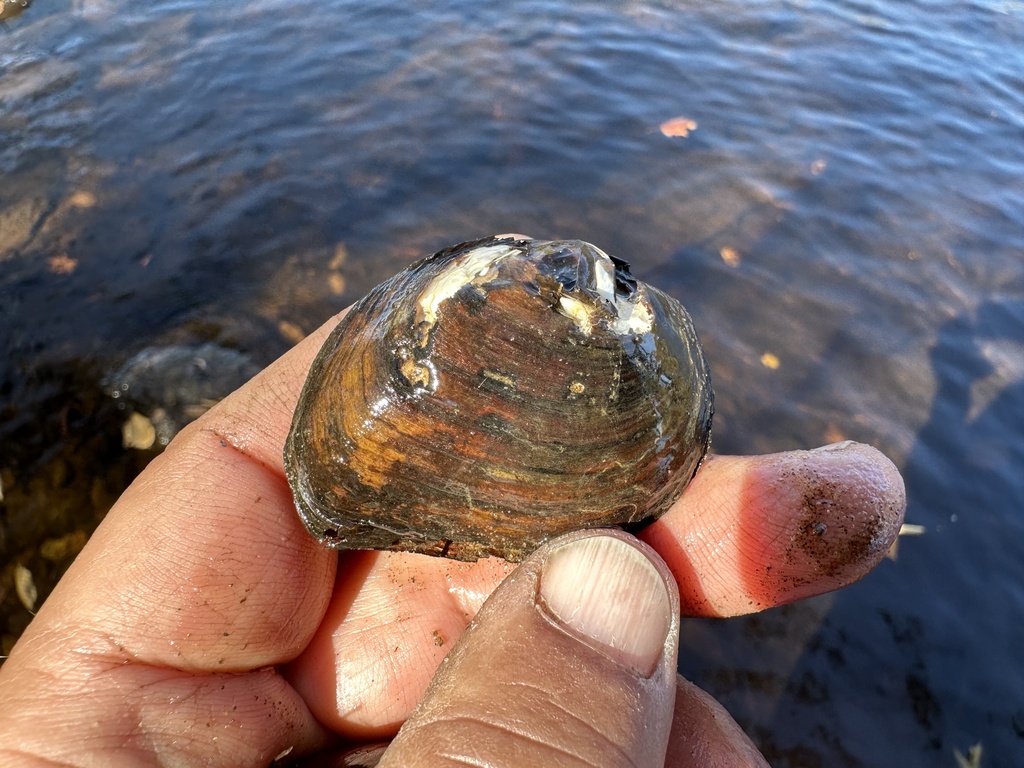 Wabash Pigtoe from South Fork Flambeau River, Winter, WI, US on October ...