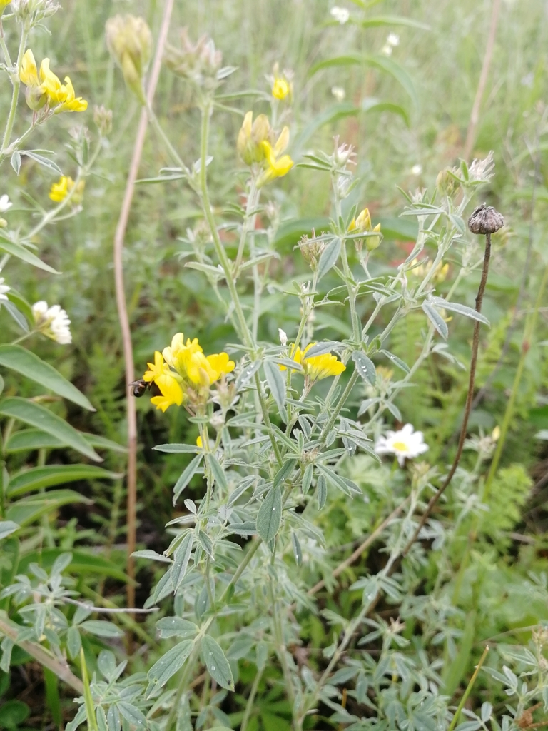 sickle alfalfa from Респ. Башкортостан, Россия, 452212 on July 2, 2019 ...