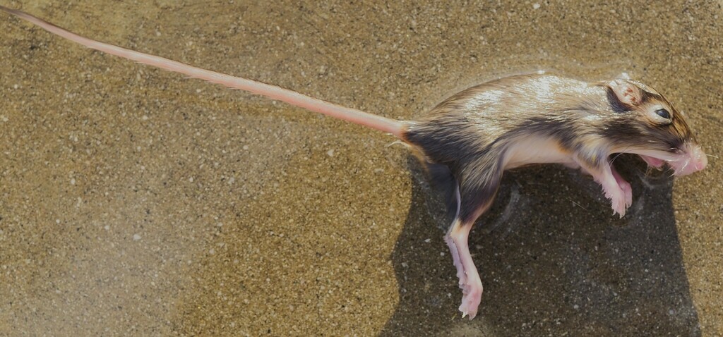 California Pocket Mouse from Riverside County, CA, USA on October 03 ...