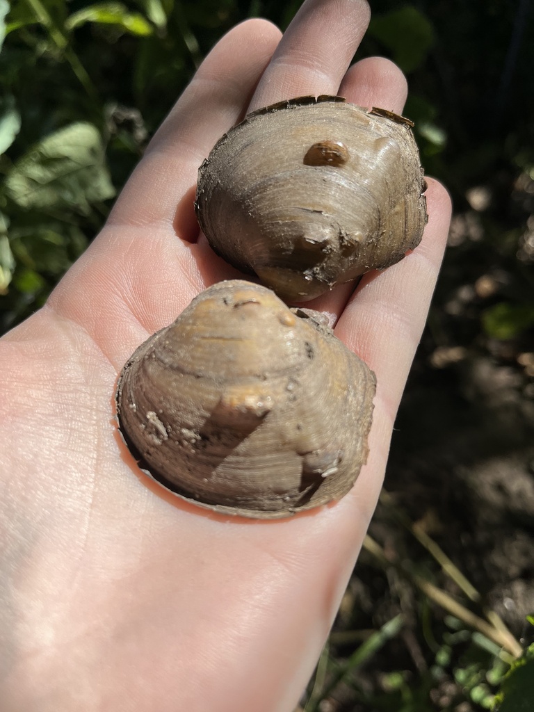 Wartyback from Riverlands Way, West Alton, MO, US on October 3, 2024 at ...