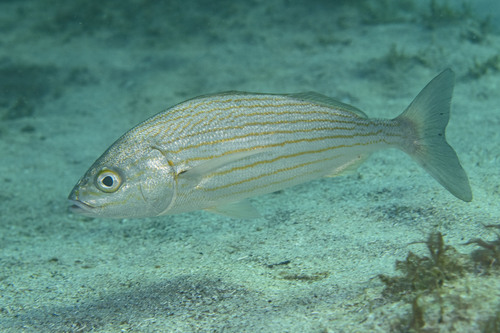 ronco rayadillo (Microlepidotus inornatus) · iNaturalist Mexico