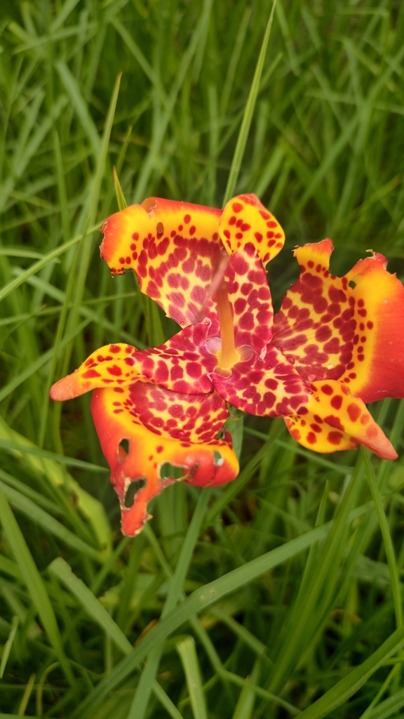 Tiger flower from Maya, San Cristóbal de las Casas, Chis., México on ...