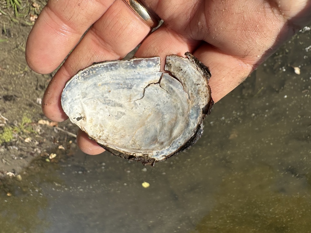 Fragile Papershell from Mississippi River, De Soto, WI, US on October 3 ...