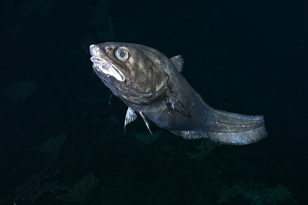 Giant Grenadier from NEPDEP 58 on August 30, 2024 at 08:06 PM by ...