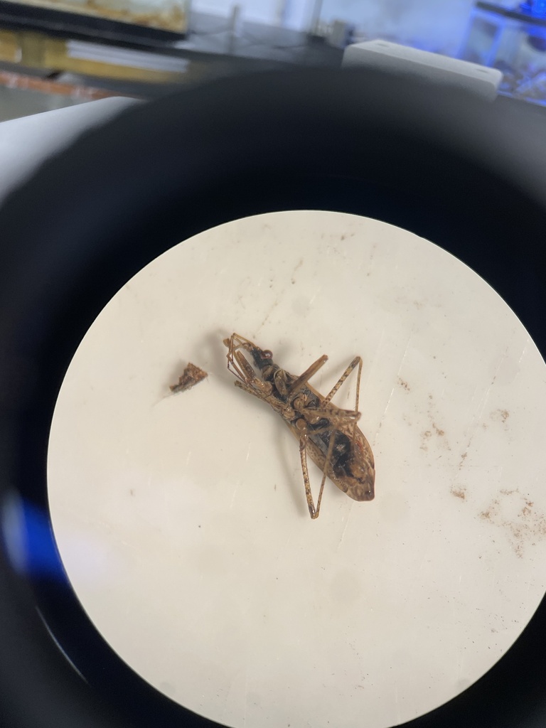 Assassin Bugs from Clinton, NY, US on September 29, 2024 at 01:00 PM by ...
