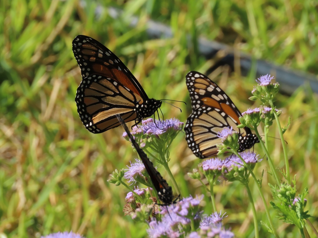 Monarch in September 2024 by Chuck Williamson · iNaturalist