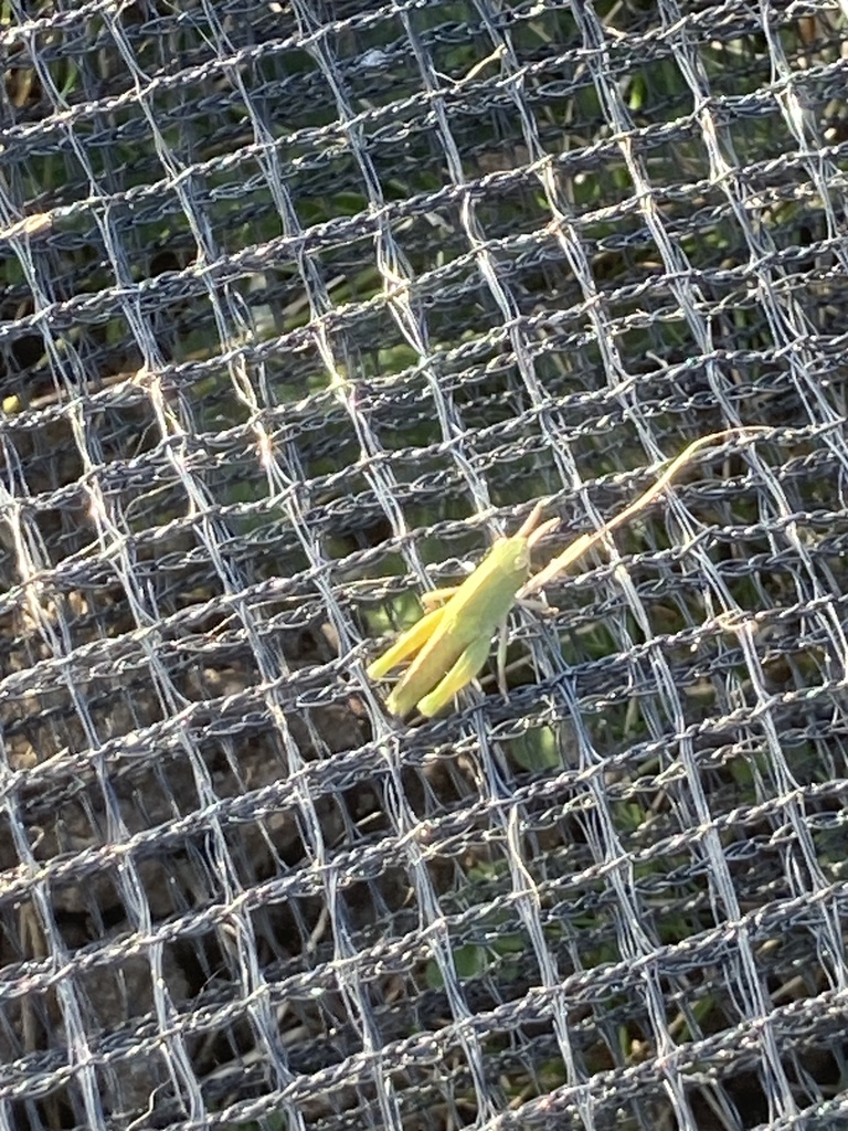 Green-striped Grasshopper from Canadore College, North Bay, ON, CA on ...