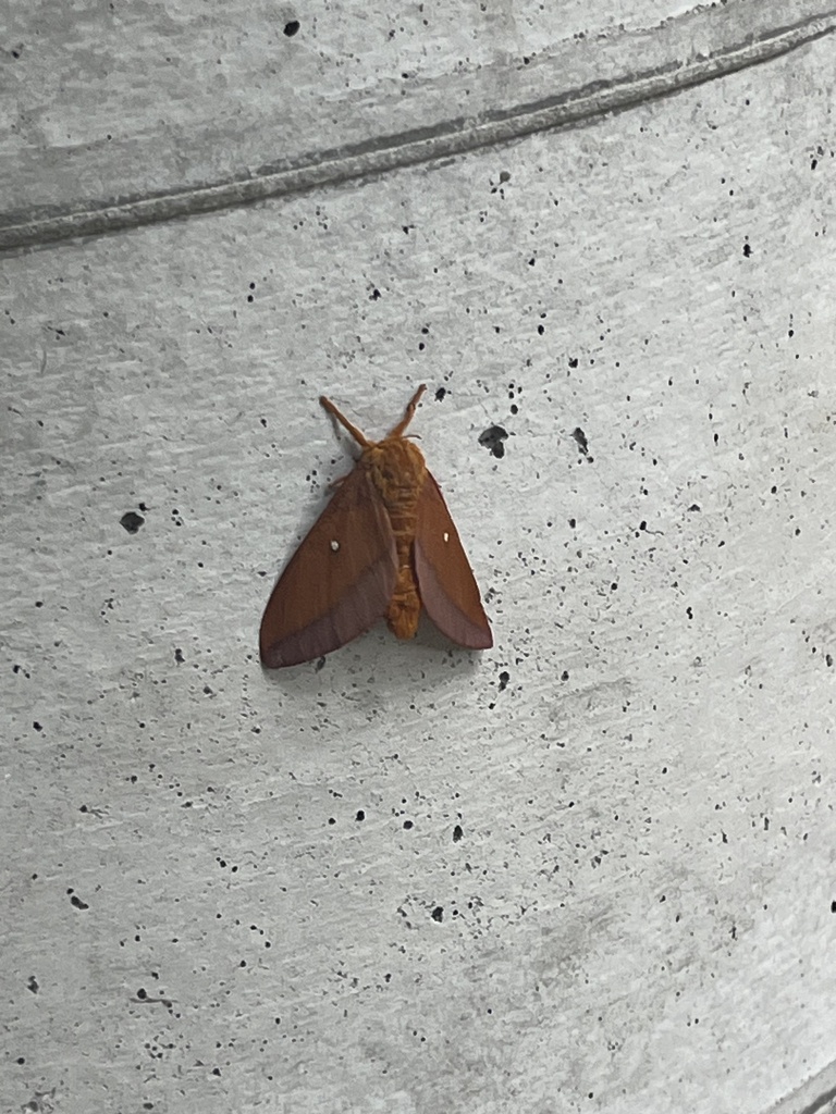 Oakworm Moths from University of South Florida, Tampa, FL, US on ...