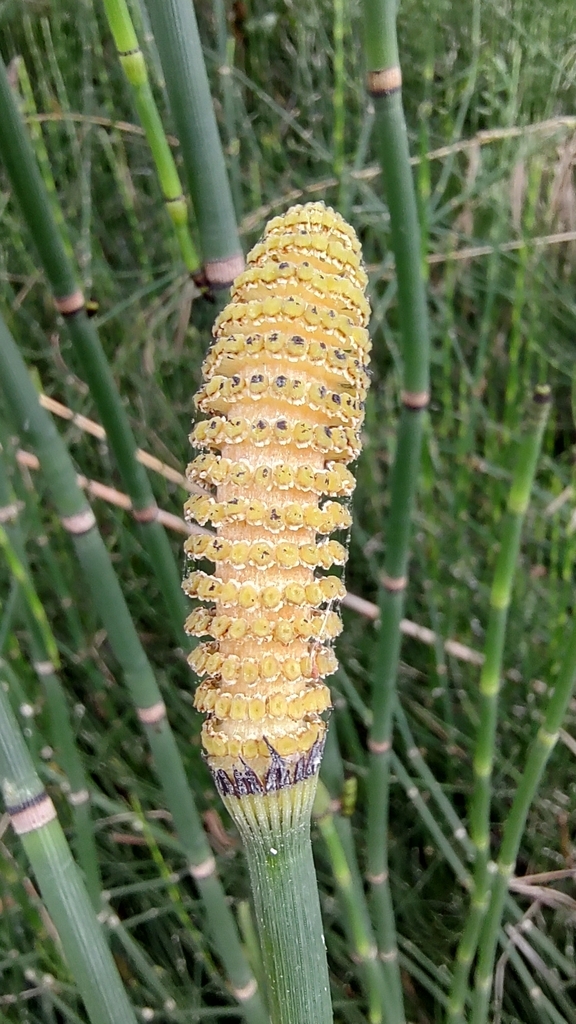 Carricillo desde Las Minas, 29290 San Cristóbal de las Casas, Chis ...