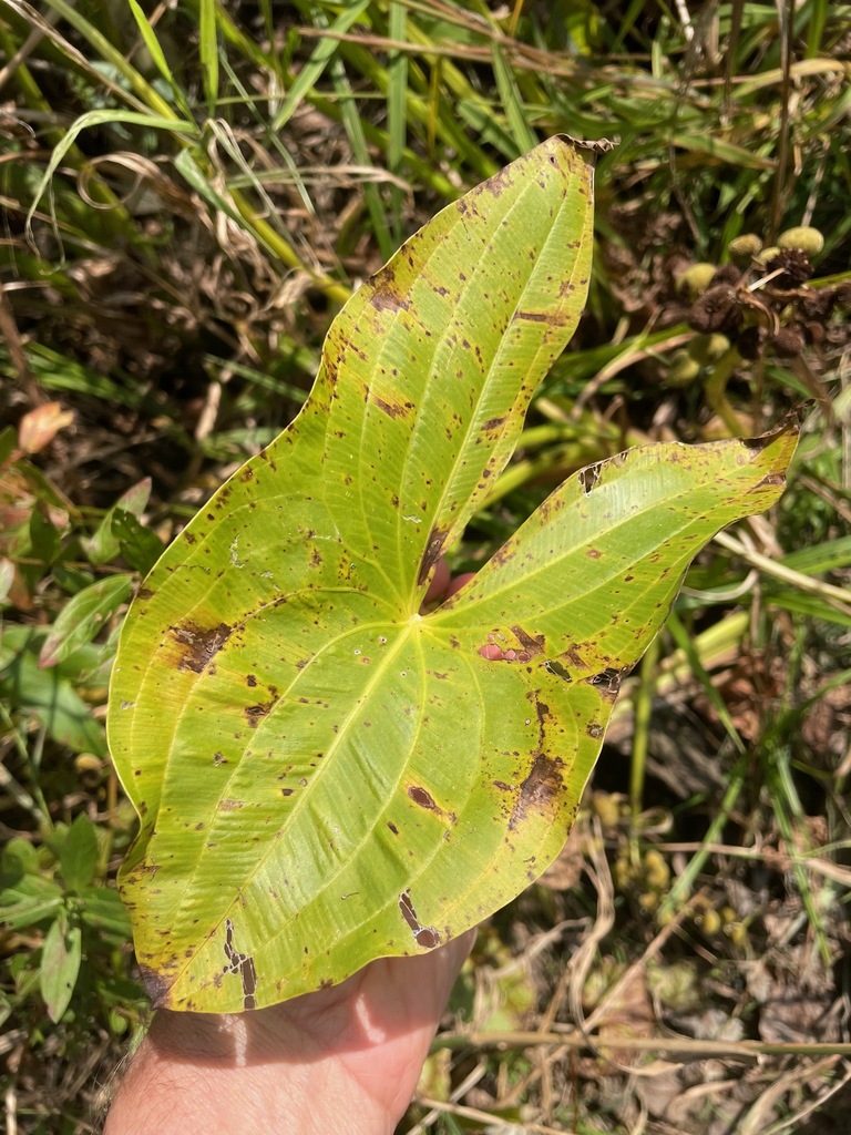 Midwestern Arrowhead from Essex Town, Jericho, VT, USA on October 3 ...