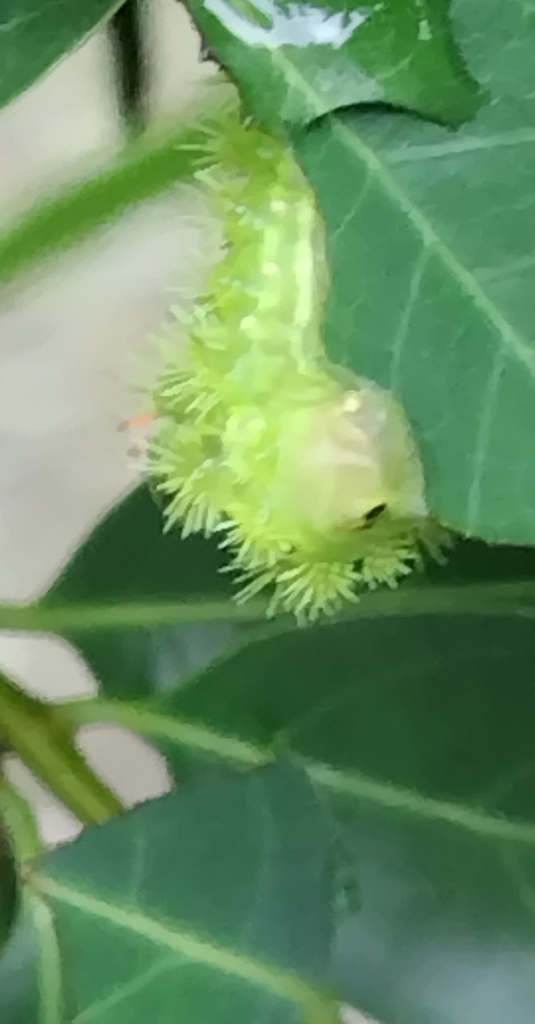 Blue-striped Nettle Grub from 日本、〒206-0015 東京都多摩市落川1248−1 まほろば21 on ...
