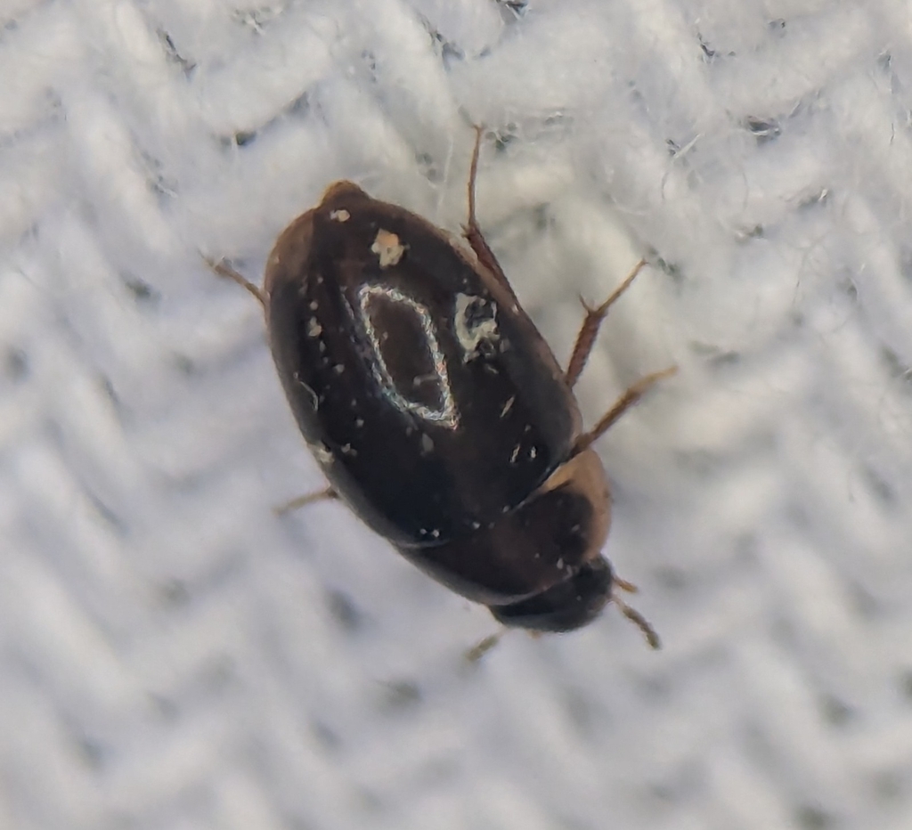 Water Scavenger Beetles from Deerfield East, Plano, TX 75024, USA on ...