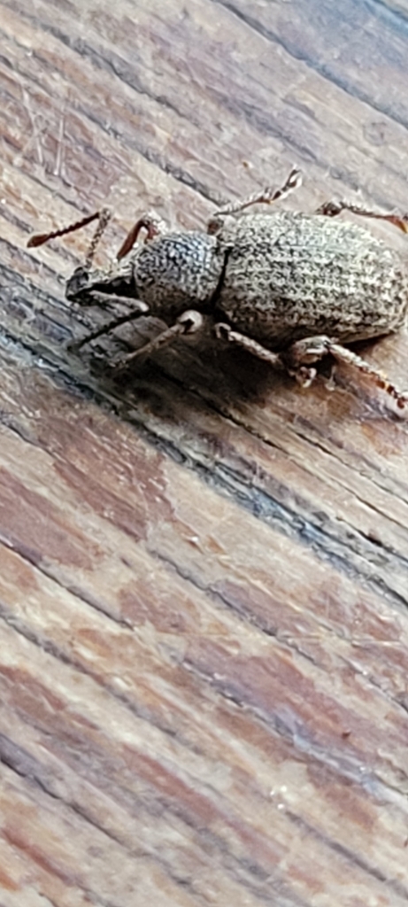 Clay-coloured Weevil from Bucksburn, Aberdeen, UK on October 3, 2024 at ...