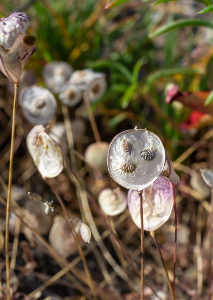 Scapose Scalepod from Lassen County, CA, USA on May 18, 2024 at 06:26 ...
