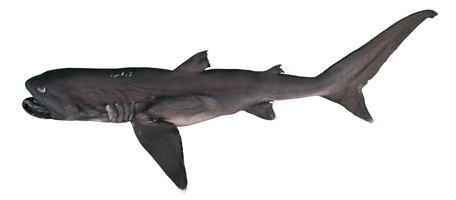 Tiburón De Boca Grande 5 Datos Interesantes Sobre El Tiburón Ballena