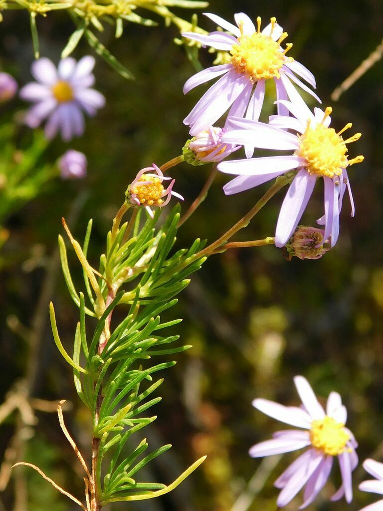 Fine Felicia from Bakenskop Genadendal, 7234, South Africa on October 3 ...