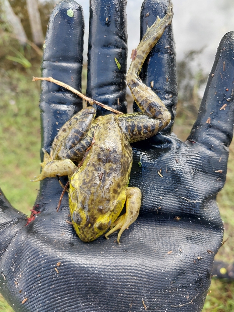 American Bullfrog from Sarasota, FL 34241, USA on October 01, 2024 at ...