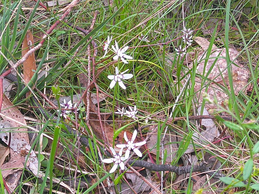 Early Nancy from Panton Hill VIC 3759, Australia on May 19, 2023 at 08: ...