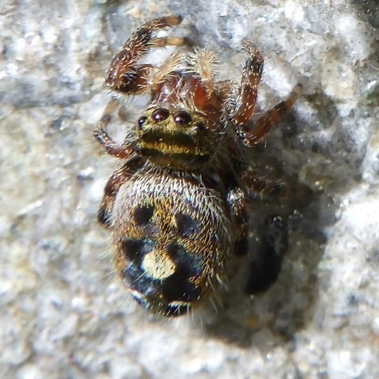 Bold Jumping Spider from University District, Spokane, WA, USA on ...