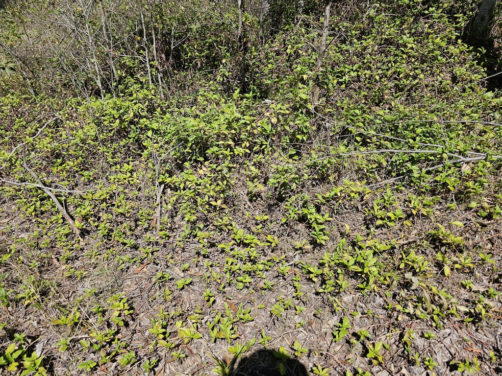 trailing daisy in September 2024 by AVanek_ECP · iNaturalist