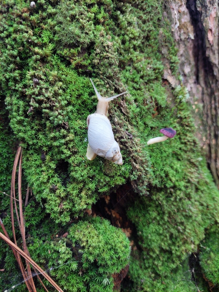 Mesembrinus hegewischi from Talpa de Allende, Jal., México on October 2 ...