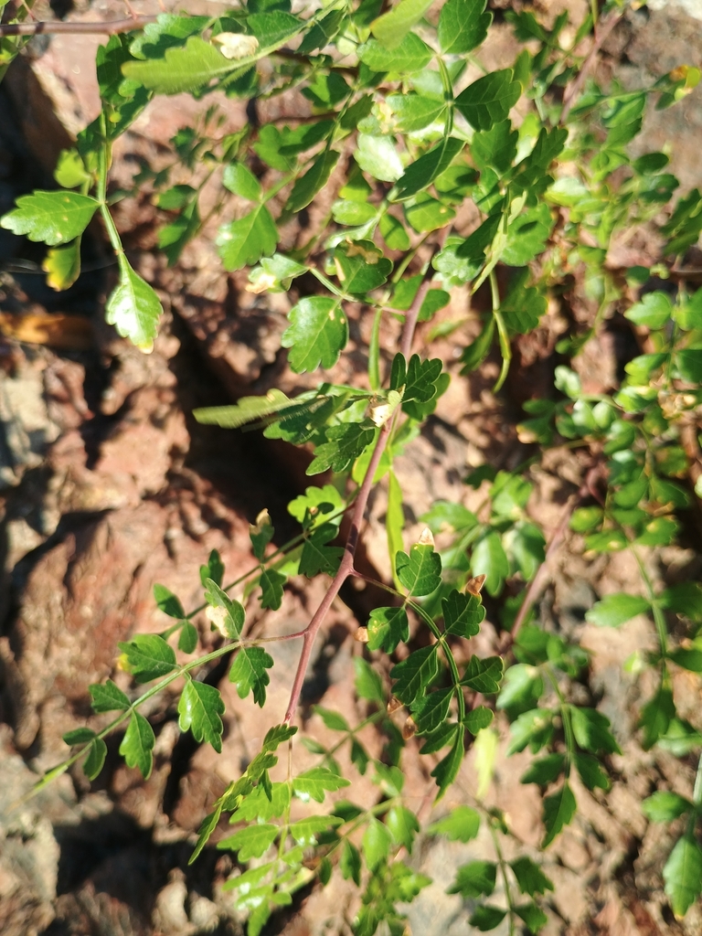 Bursera laxiflora from Guaymas, MX-SO, MX on October 3, 2024 at 05:20 ...
