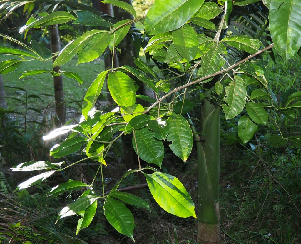 pink-flowered doughwood from Valla NSW 2448, Australia on September 20 ...