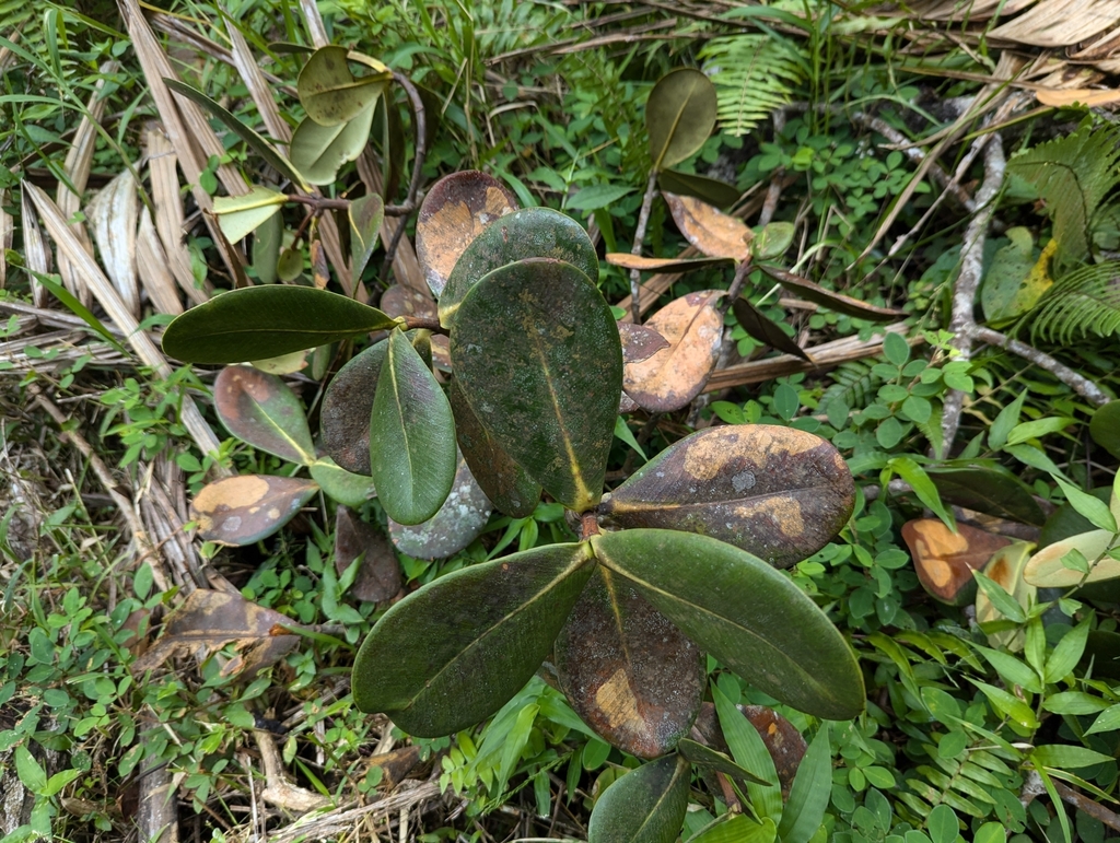 cupeillo from Mameyes II, Río Grande 00745, Puerto Rico on September 4 ...