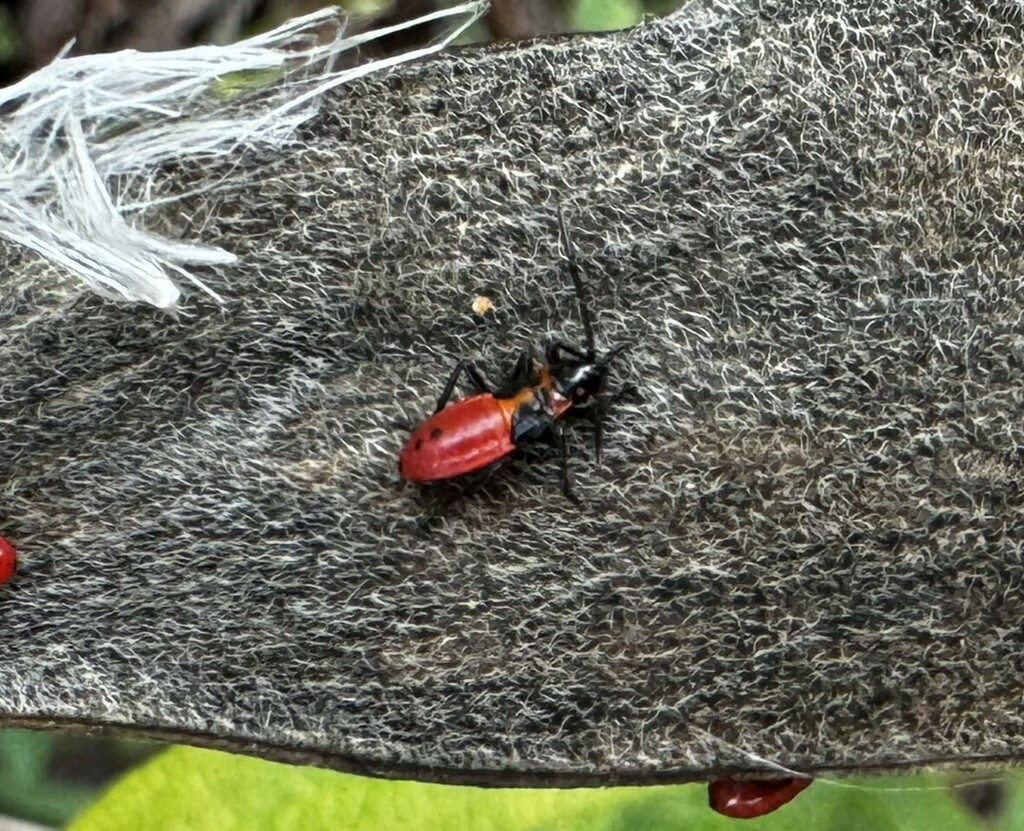 Large Milkweed Bug from Mt. Olive Rd. near Owl Creek Rd., Winston ...