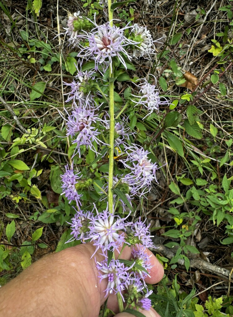 Appalachian blazing star from Mt. Olive Rd. near Owl Creek Rd., Winston ...