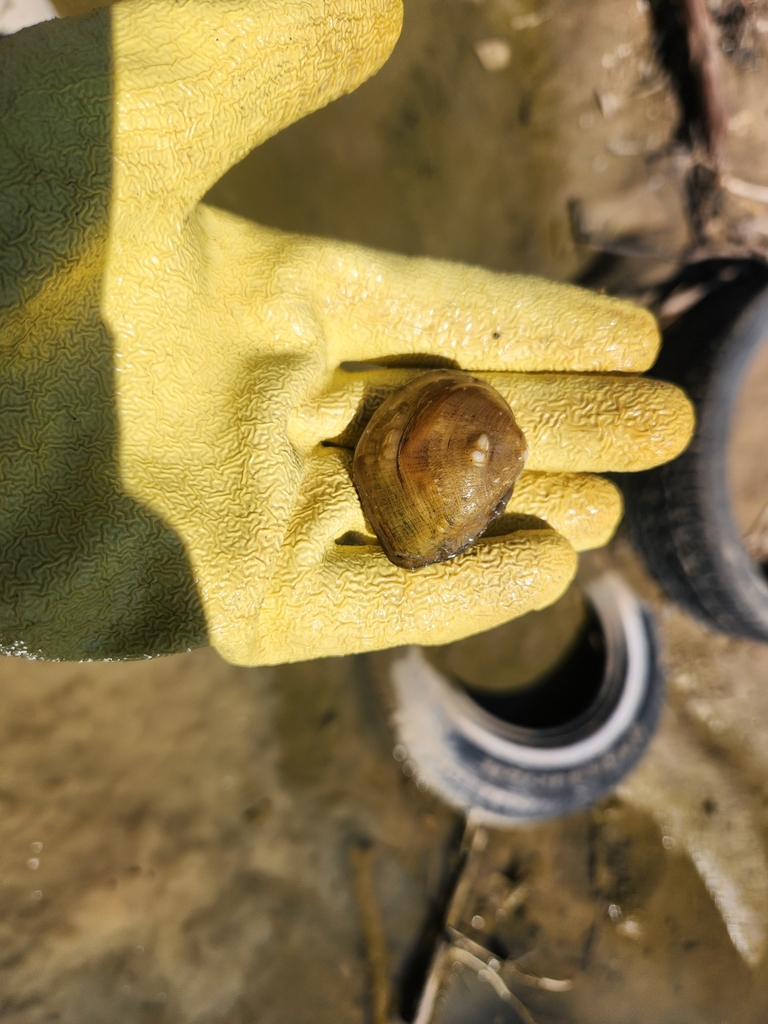 Three-horn Wartyback from Dallas, TX 75217, USA on October 3, 2024 at ...