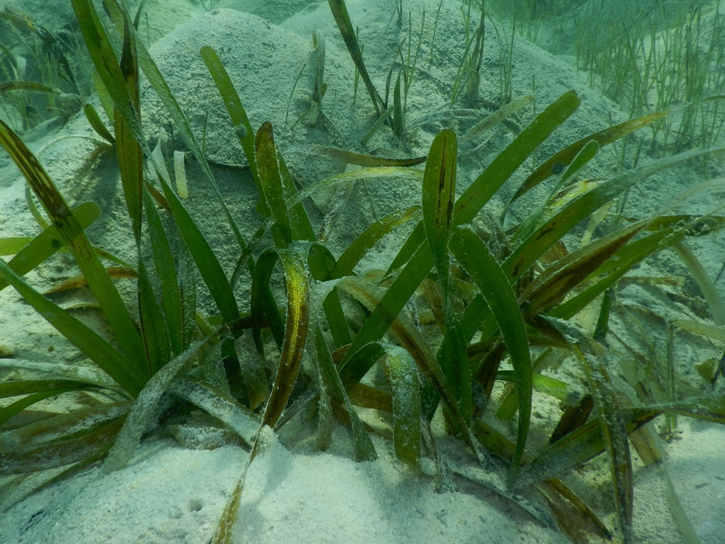 Turtle Grass from F559+GF4, Guanaja, Bay Islands, Honduras on October 3 ...