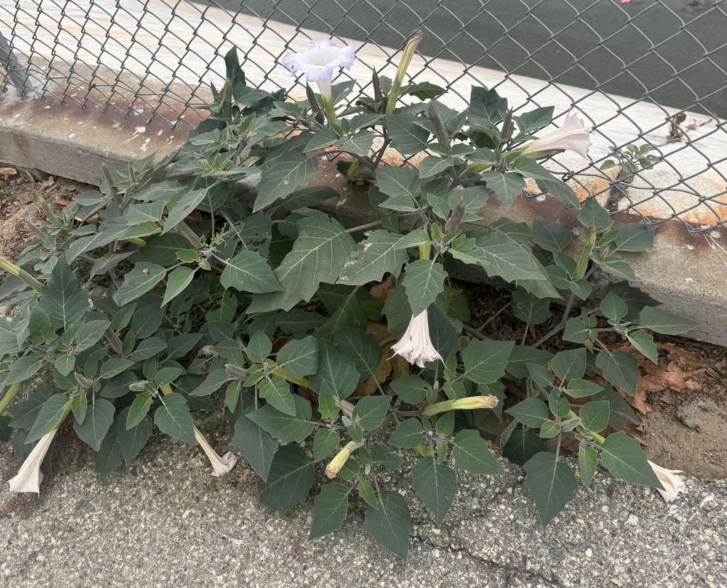 Sacred Datura from Griffith Park, Los Angeles, CA, US on September 15 ...